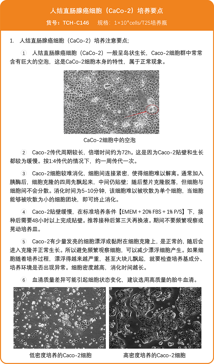 Caco-2人结直肠腺癌细胞 Caco-2细胞